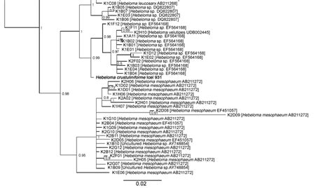 1 7 a phylogenetic tree based on bayesian analysis of the download