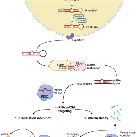 Biogenesis And Canonical Bioactions Of Mirna Mirna Genes Are First