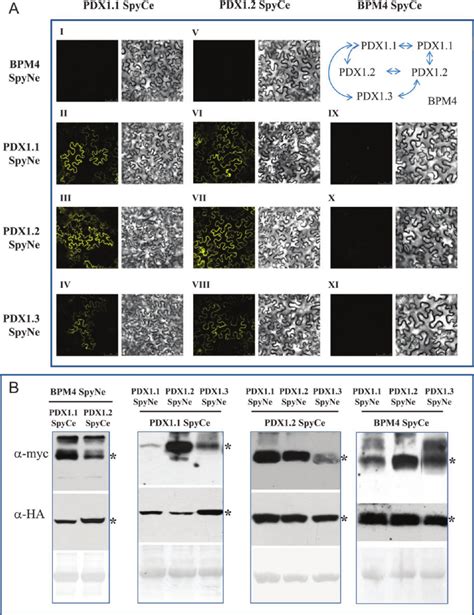 Split Yfp Approach Shows Homo And Heteromeric Assemblies Of Pdx1 Download Scientific Diagram