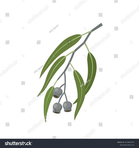 1560 유칼립투스 화분 이미지 스톡 사진 및 벡터 Shutterstock