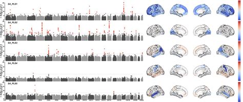 Figure 1 From Tackling The Dimensions In Imaging Genetics With Club Pls