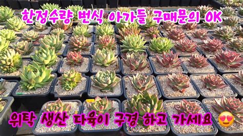 달콤한총각다육 위탁 생산 다육식물 개체수 30개내외 독특한 다육이들이 만들어 지는곳 이쁜아가들 열심히 준비 합니다 묵둥이 창 다육이 실생 위탁 달콤한총각다육