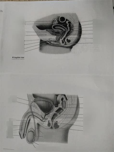 Male And Female Reproductive Diagram For Our BSF Exam Diagram Quizlet