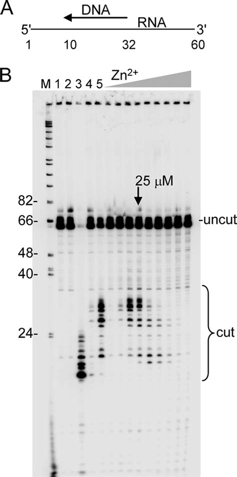 Rnase H Digestion With Hiv Rt In The Presence Of Varying Concentrations