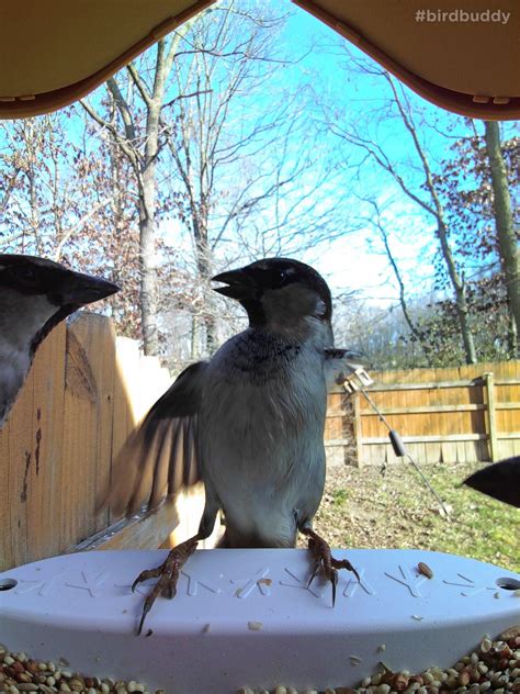 Birds Are Cute Rbirdbuddy