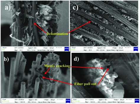 Sem Morphology Of Each Specimen Ab Represent The Download
