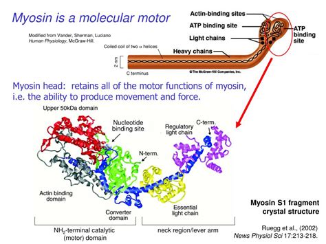 Ppt Skeletal Muscle Physiology Powerpoint Presentation Free Download
