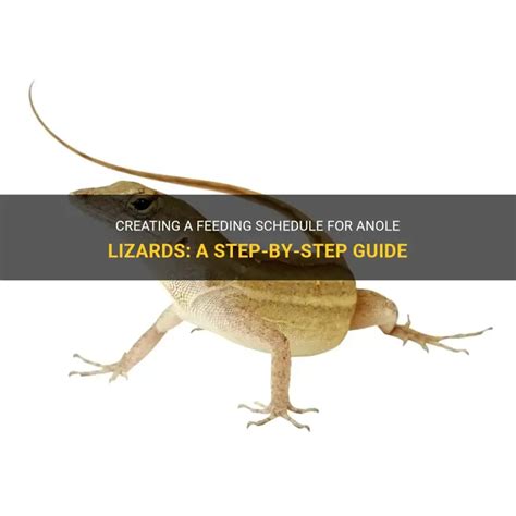 Creating A Feeding Schedule For Anole Lizards A Step By Step Guide