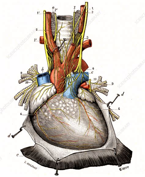 Cardiac Plexus Illustration Stock Image C0573412 Science Photo