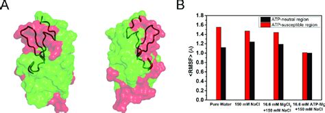 Atp Binding Reduces The Structural Fluctuations Of Lysozyme A