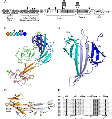 Zinc Induces Structural Reorganization Of Gelatin Binding Domain From