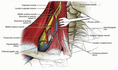 Phrenic Nerve Model