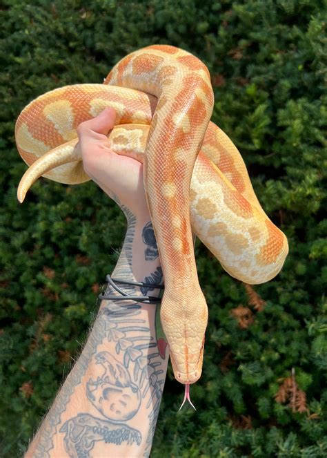 Sub Adult T Albino Blood Python Female Scales And Tails Of Ohio