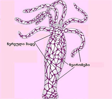 ადამინის ორგანიზმი