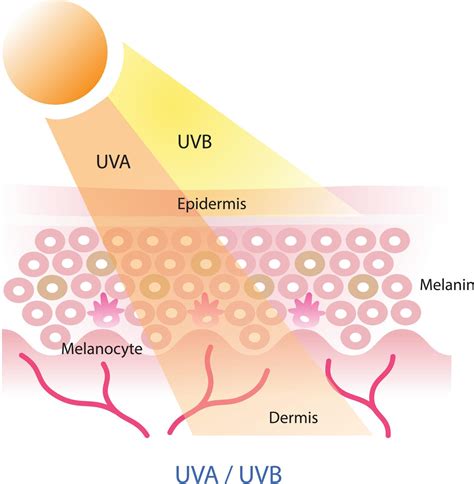 Uva And Uvb Radiation Penetrate Into The Skin Layer Vector On White Background Uva And Uvb Rays Uva And Uvb Radiation Penetrate Into The Skin Layer Vector On White Background Uva And Uvb Rays