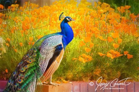 Peacock Photography Prints Peacock Flowers Photography Etsy