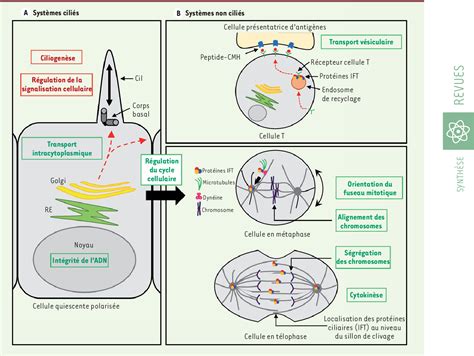 Figure 1 From [non Ciliary Functions Of Cilia Proteins] Semantic Scholar