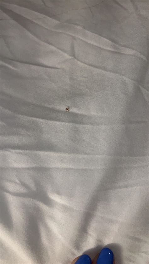 What Kind Of Spider Is This Very Small And Thin And Tan R