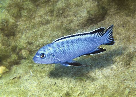 Chindongo Socolofi Poseidon