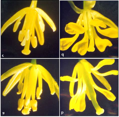 Flower Morphology A Euplasmic Fertile Brassica Juncea B