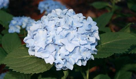 Mini Penny Hydrangea 3 Gallon Hydrangea Macrophylla ‘mini Penny