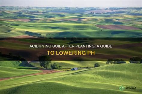 Acidifying Soil After Planting A Guide To Lowering Ph ShunCy