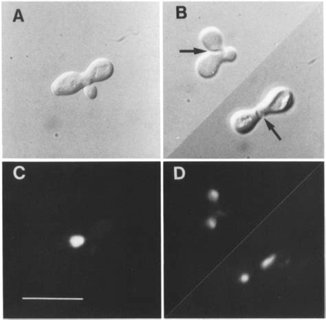 Morphology A And B And Dna Localization C And D Of Conjugating Download Scientific Diagram