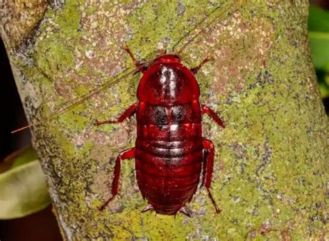 How To Get Rid Of Palmetto Bugs And Cockroaches A Complete Guide Pest