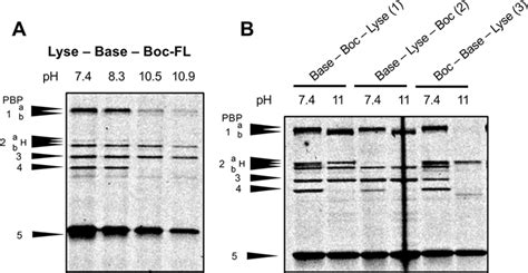 The Order Of Alkaline Shock Bocillin Fl Incubation And Cell Lysis
