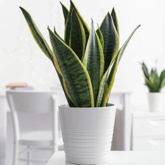 Bolehkah Meletakkan Lidah Mertua Di Kamar Tidur