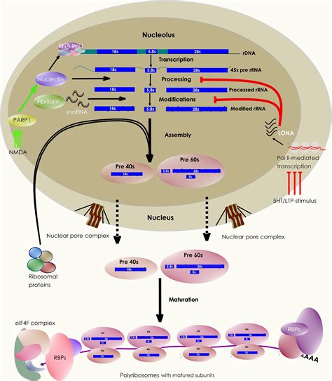 Ribosomal Rna Function