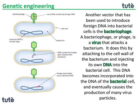 Bio Igcse Genetic Engineering Pdf Biotech And Biomedical Industry Industries