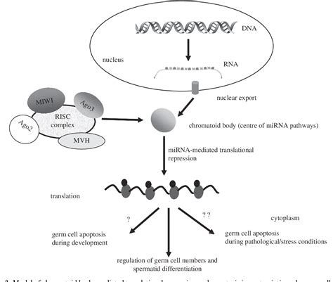 Figure 3 From Male Germ Cell Apoptosis Regulation And Biology