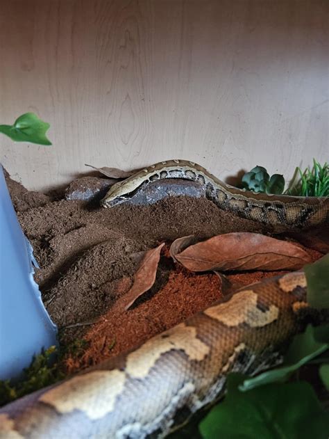 Pics Of My 16ft Retic And Blood Python Rsneks