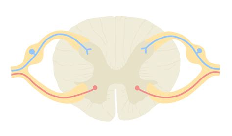 Diagram Of Spinal Cord Labelling Quizlet