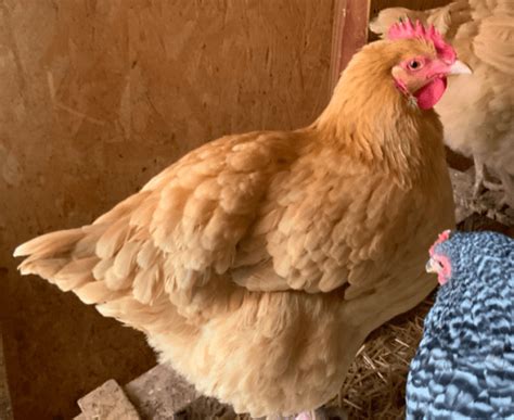 Anatomy Of A Chicken Feather Welcome To The Hearty Hen House