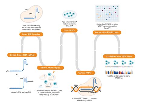 Genome Editing Of Human Pluripotent Stem Cells Using The Arcitect™ Crispr Cas9 System