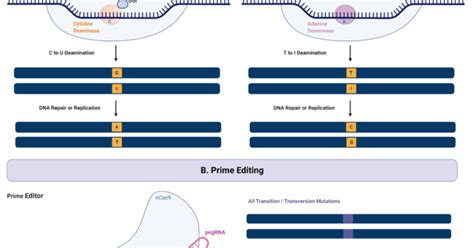 Prime Editing How It Works And When To Use It Over Cas9 Biotech Bench