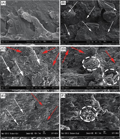 6 Fesem Micrographs Of Fractured Cross Sections Of A Neat Pla B
