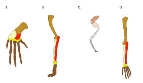 Bio Chapter 5 Evolution Classificationbiodiversity Flashcards Quizlet