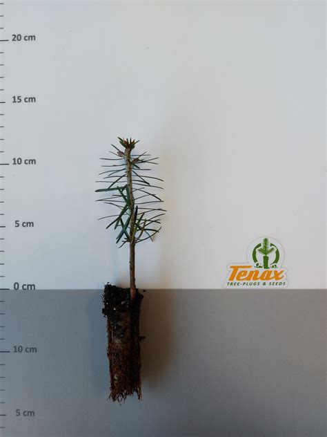 Abies Alba P204 20 Tenax Tree Plugs And Seeds Bv