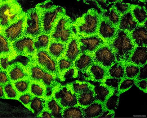 710 Риф обої на телефон Hd Скачати Безкоштовно картинки