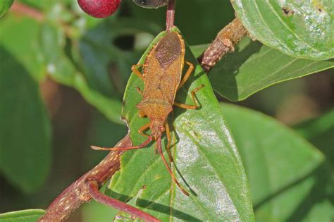 Box Bug Gedling Conservation Trust Nottingham