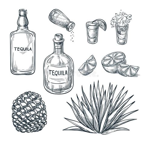 Maguey Ilustraciones Stock Vectores Y Clipart 21320 Ilustraciones