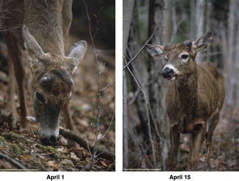 Whitetail Deer Antler Growth Process