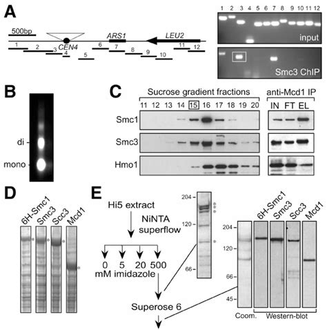 Analysis Of Cohesin Substrate And Purification Of Recombinant Cohesin