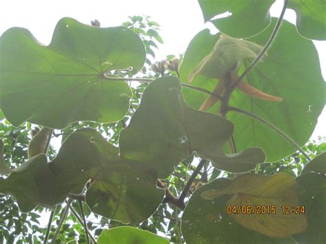 Hibiscus Macrophyllus Eflora Of India