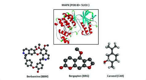 3d Structures Of Berbamine Bergapten And Carveol And Download Scientific Diagram