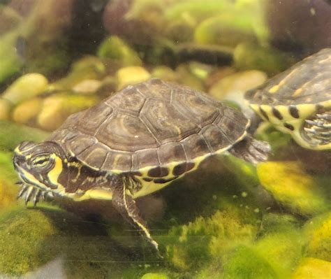 Go Fish Education Center Trachemys Scripta Scripta Zoochat Go Fish Education Center Trachemys Scripta Scripta Zoochat