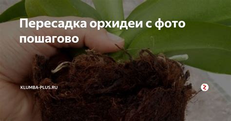 Пересадка орхидеи с фото пошагово Klumba Plus Дзен